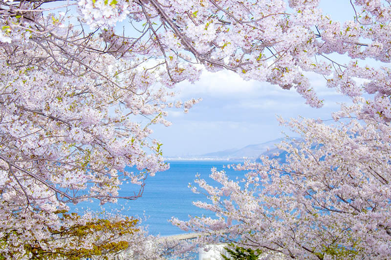 ゴールデンウィークに訪れる北海道ザ・ウィンザーホテル洞爺 桜名所・お花見ガイド | リゾ･トーヤ